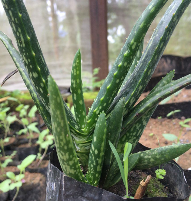 Aloe Vera - Kumari Green Hub